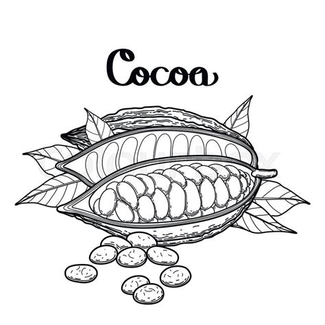 Cocoa Bean Coloring Page Coloring Pages