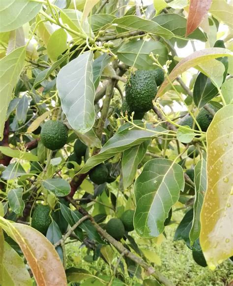 hass avocado grow guide tropical tree guide