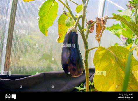 Ripe Fresh Violet Eggplant In A Vegetable Garden At Farm Stock Photo
