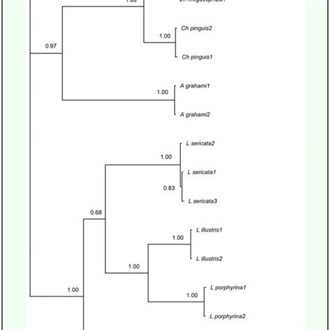 maximum likelihood phylogram based on coi cytb nd5 and its2