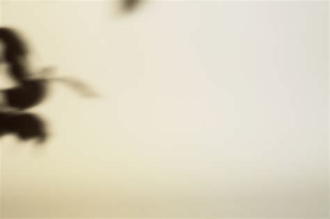 베이지 색 종이 배경에 자연 단풍 그림자 추상 중립 꽃 배경 부드러운 빛 0명에 대한 스톡 사진 및 기타 이미지 0명 개념 그늘 Istock