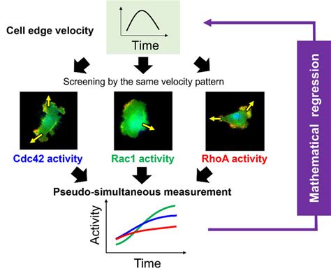 Miracle Math Determines The Dynamically Coordinated Regulation Of Edge