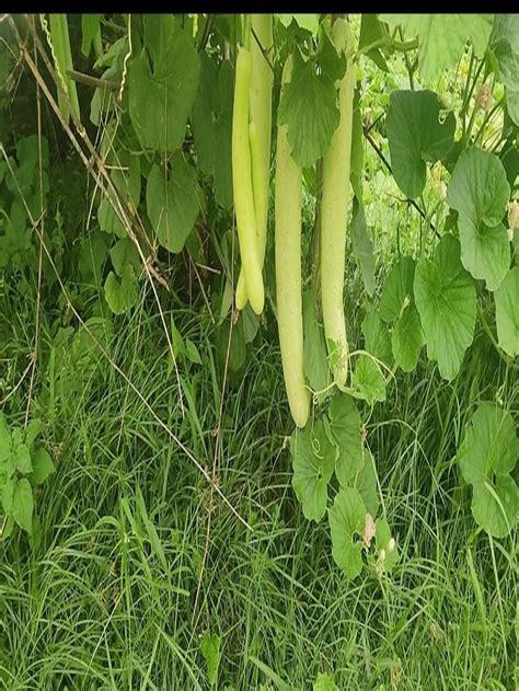 इस खेती से लाखों कमा रहा बिहार का ये किसान