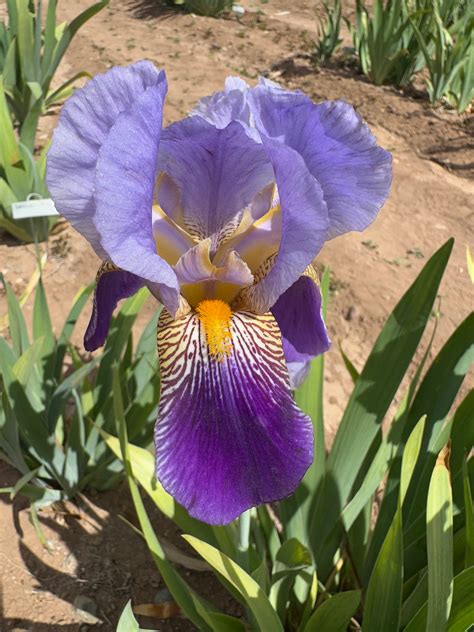 Alcazar Ripple Effect Iris Farm