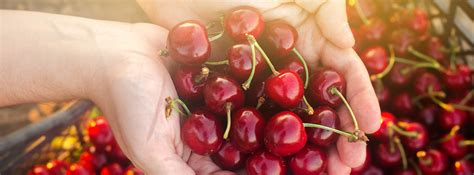 Puntos Críticos En La Cosecha De Cereza Smartcherry