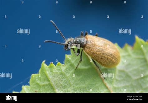 Lagria Hirta On Leaf Stock Photo Alamy