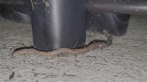 Candid Worm Crush Part 3