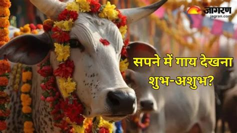 Dream Astrology सपने में गाय देखने से मिलते हैं ये शुभ संकेत चमक सकती