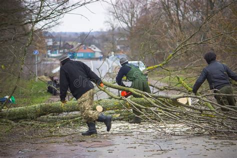 Man Cuts A Fallen Tree Stock Image Image Of Male Horizontal 40308473