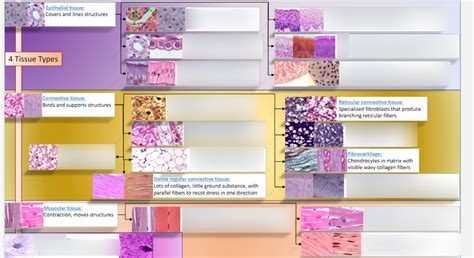 Tissue Types Diagram Quizlet