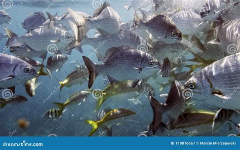 Vita Marina Nell Oceano Atlantico Sulla Costa Cubana Immagine Stock
