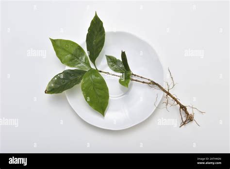 Coffee Sapling Hi Res Stock Photography And Images Alamy