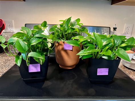 Pothos Prop Growth Update Rpothos