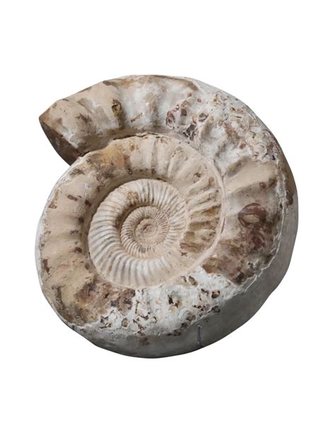 Fossiel Met Originele Schelp The Antique Fireplace Bank