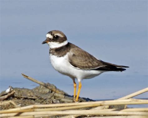 Common Ringed Plover Ebirdr