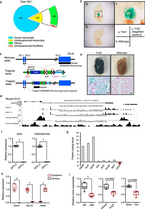 Identification Of A Long Noncoding RNA Abundantly Expressed In Download Scientific Diagram
