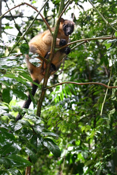 Tree K Cass H0030 2 The Canopy Treehouses