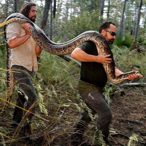 Annual Florida Python Removal Challenge kicks off – Bugle Miami
