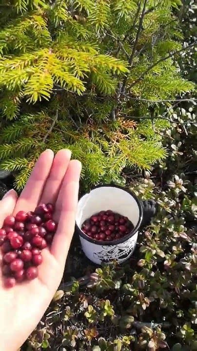 Брусника в горах Shorts ягоды красота природа Youtube