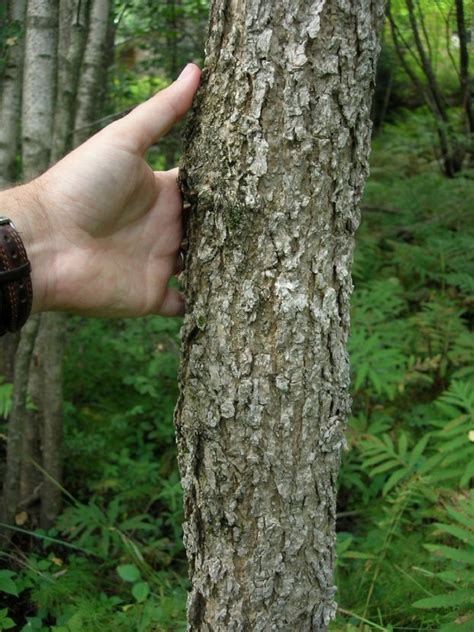 Black Ash Tree