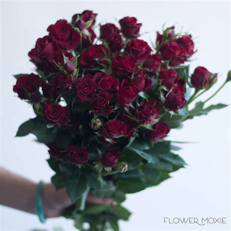 Spray Roses Bulk Fresh Spray Roses Online — Flower Moxie