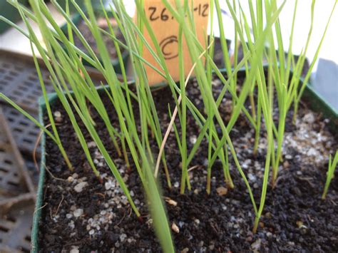 Plant Science Consulting Genetic Diversity In Weeds