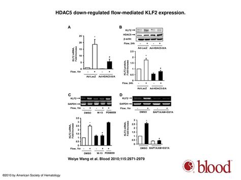 Fluid Shear Stress Stimulates Phosphorylation Dependent Nuclear Export