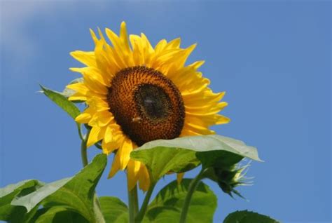 夏の名残のひまわりの詩 南風のメッセージ 楽天ブログ