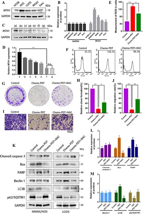 Chemo Pdt Induced Ros Generation Contributed To Cell Death A B An Download Scientific