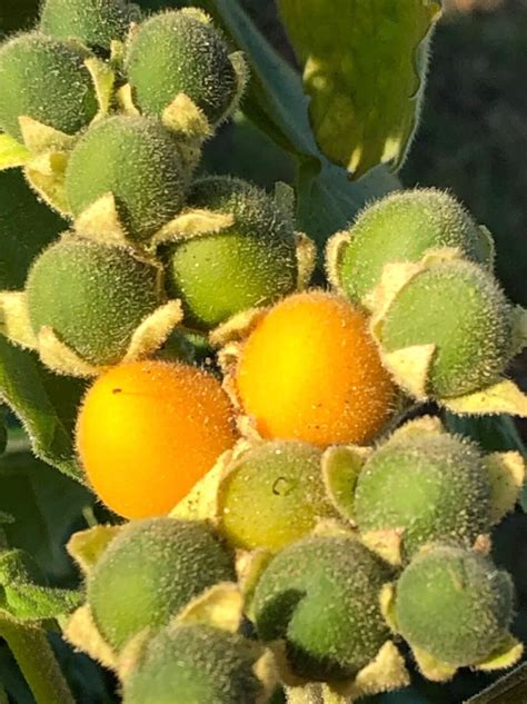 4 Cuttings Of Rare Dwarf Tamarillo Solanum Abutiloides V Dans Gold