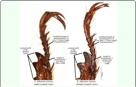Sexual Characteristics Associated With The Protarsus Of Adoretus Download Scientific Diagram