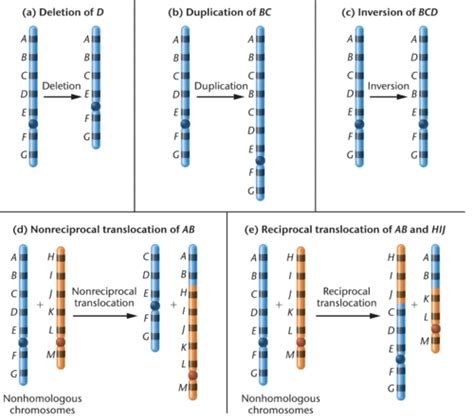 Genetics Flashcards Quizlet