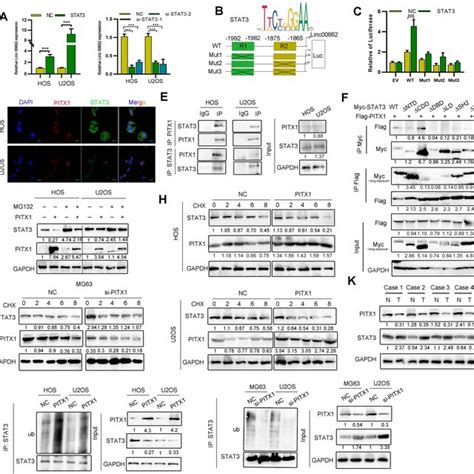 Function Of Pitx1 In Os In Vitro And In Vivo A Pitx1 Expression Was Download Scientific