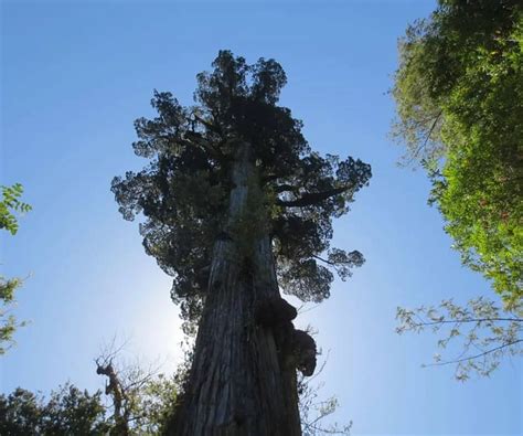 Alerce En La Patagonia Historia Conservación Y Datos Clave