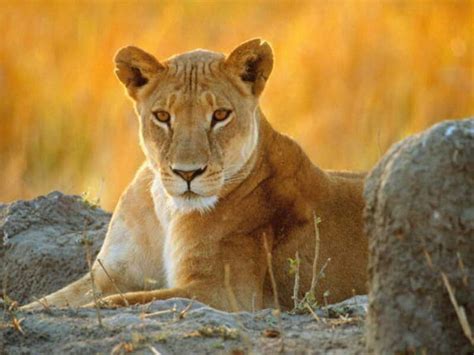 🐾modelo De Ficha🐾 Wiki El Rey León Fandom Tlk Amino