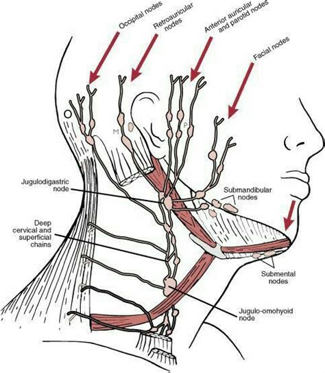 Subtrochlear Lymph Nodes Lymphatic System Diagram
