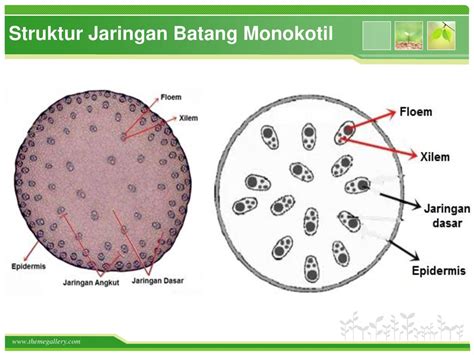 Detail Gambar Struktur Batang Monokotil Dan Dikotil Koleksi Nomer 50