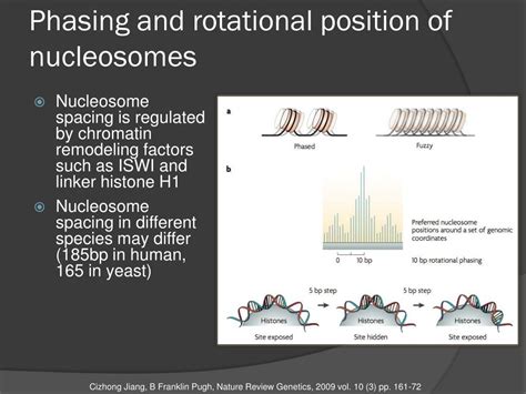 Ppt Chromatin Structure And Remodeling In Eukaryotic Cells Powerpoint