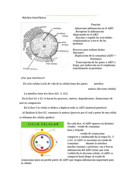 Núcleo Interfásico Pdf Nucleo Celular Cromatina