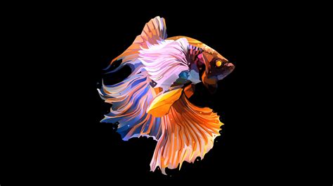 Full Fish Photo Wallpaper 4k