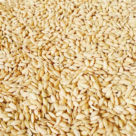 【楽天市場】新米！！2021年産【 もみ米 5kg 】モミ 保存米 信州産 送料無料 ※一部地域有料：信濃屋へ