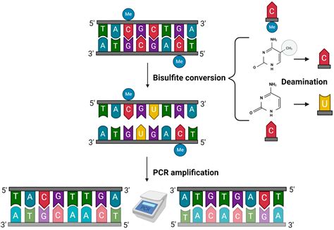 Ijms Free Full Text Uncovering Forensic Evidence A Path To Age Estimation Through Dna