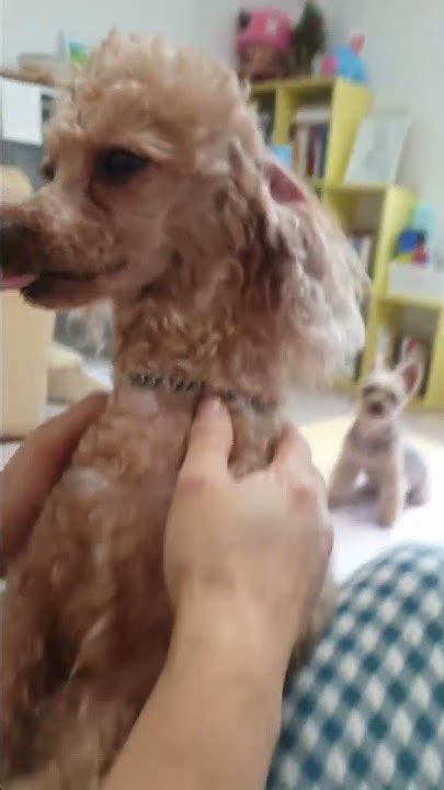 열한 짤 강아지 마사지 중독현장푸들 토리 일상 Youtube