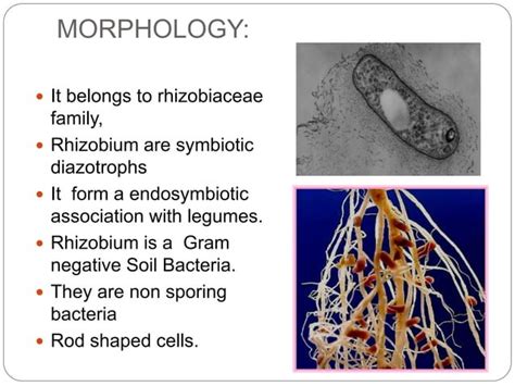Rhizobium Ppt