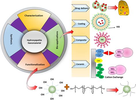 Full Article Synthesis Characterization Functionalization And Bio Applications Of