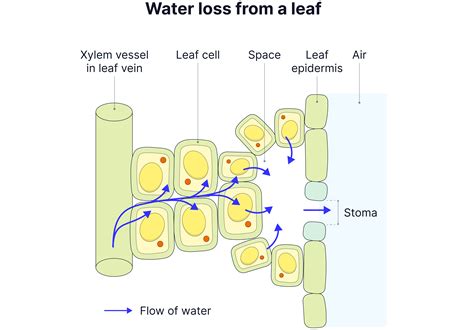 Cohesion Tension Theory Aqa A Level Biology