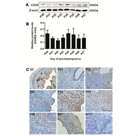 Expression Of Cd28 Protein In The Uteri During Early Pseudopregnancy Download Scientific