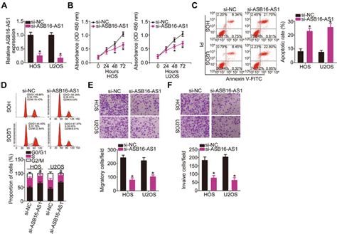 Interference Of Asb16 As1 Expression Inhibits Hos And U2os Cell