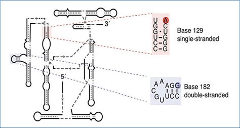 Pore Cupine Determination Of Isoform Specific Rna Structure With Nanopore Long Reads Rna Seq