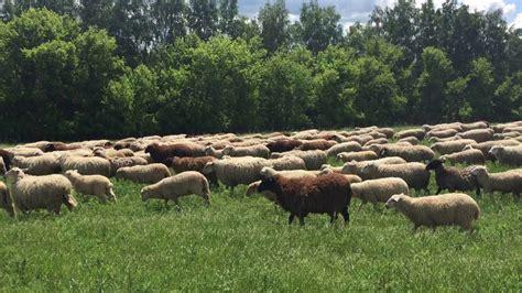 Овцы на пастбище Youtube